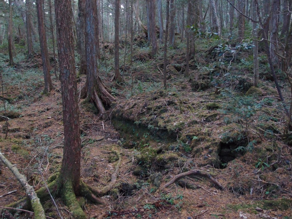 Découverte de la forêt d'Aokigahara au Japon