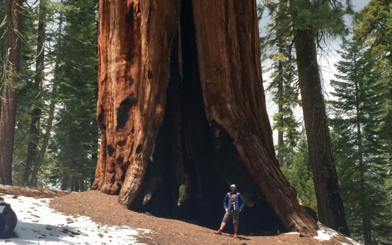 Visite des forêts de séquoias géants en Californie
