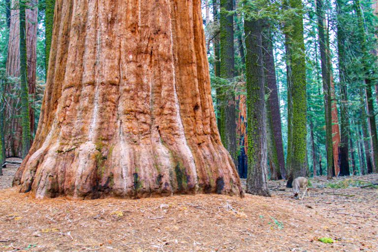 Visite des forêts de séquoias géants en Californie